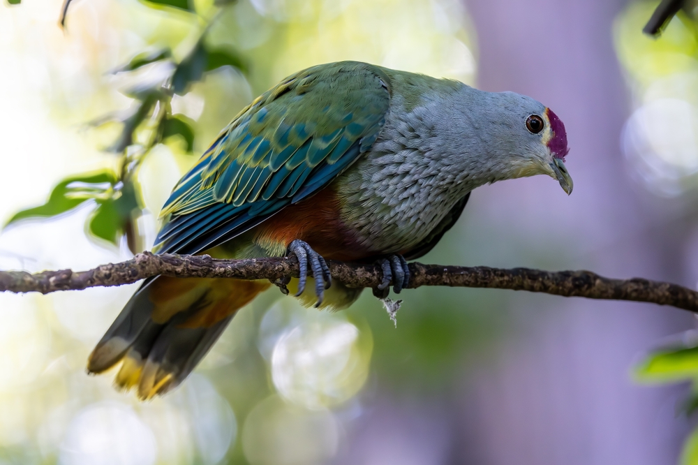 Purpurne Fruchttaube (Ptilinopus pulchellus) im Steckbrief - Merkmale ...