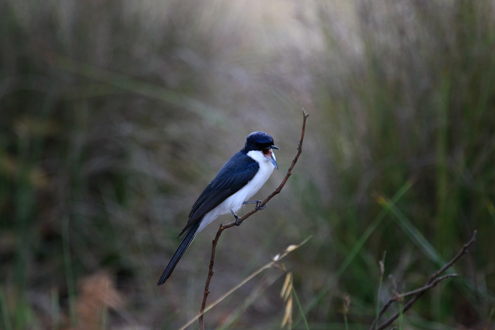 Restless Flycatcher (Unruhiger Fliegenschnäpper) im Steckbrief ...