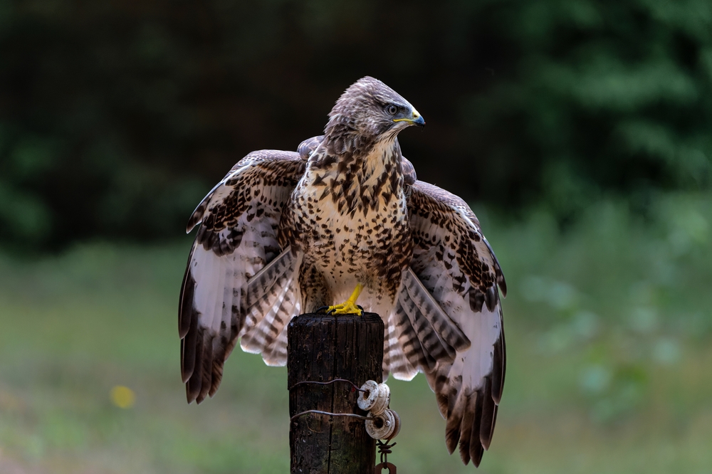 Ridgway-Bussard (Buteo rufinus) im Steckbrief - Merkmale, Vorkommen ...