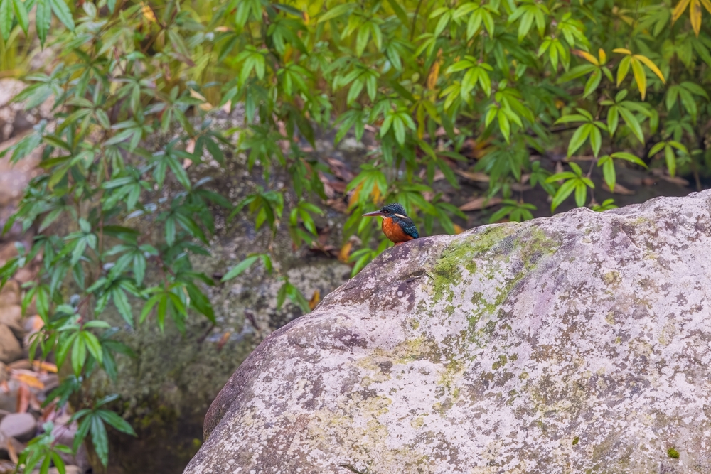 Riesen-Eisvogel (Alcedo hercules) im Steckbrief - Merkmale, Vorkommen ...