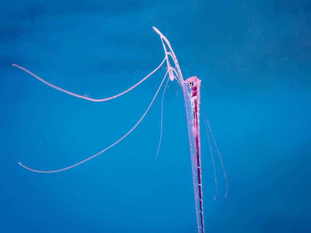 Riesen-Laternenfisch (Regalecus glesneGiant) im Steckbrief - Merkmale ...