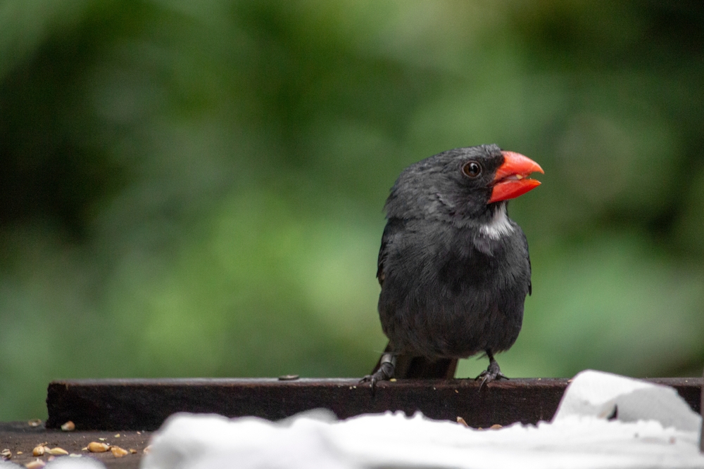 Riesensamenknacker (Saltator grossus) im Steckbrief - Merkmale ...