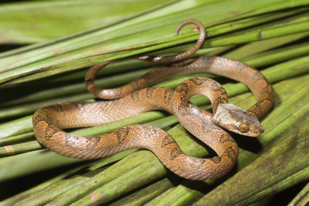 Ringel-Katzennatter (Leptodeira annulata) im Steckbrief - Merkmale ...