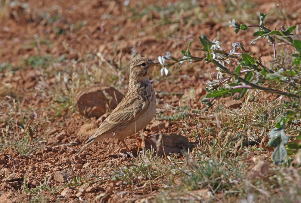 Rötliche Lerche (Calandrella rufescens) im Steckbrief - Merkmale ...