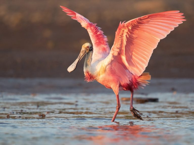 Rosalöffler (Platalea ajaja) im Steckbrief - Merkmale, Vorkommen ...