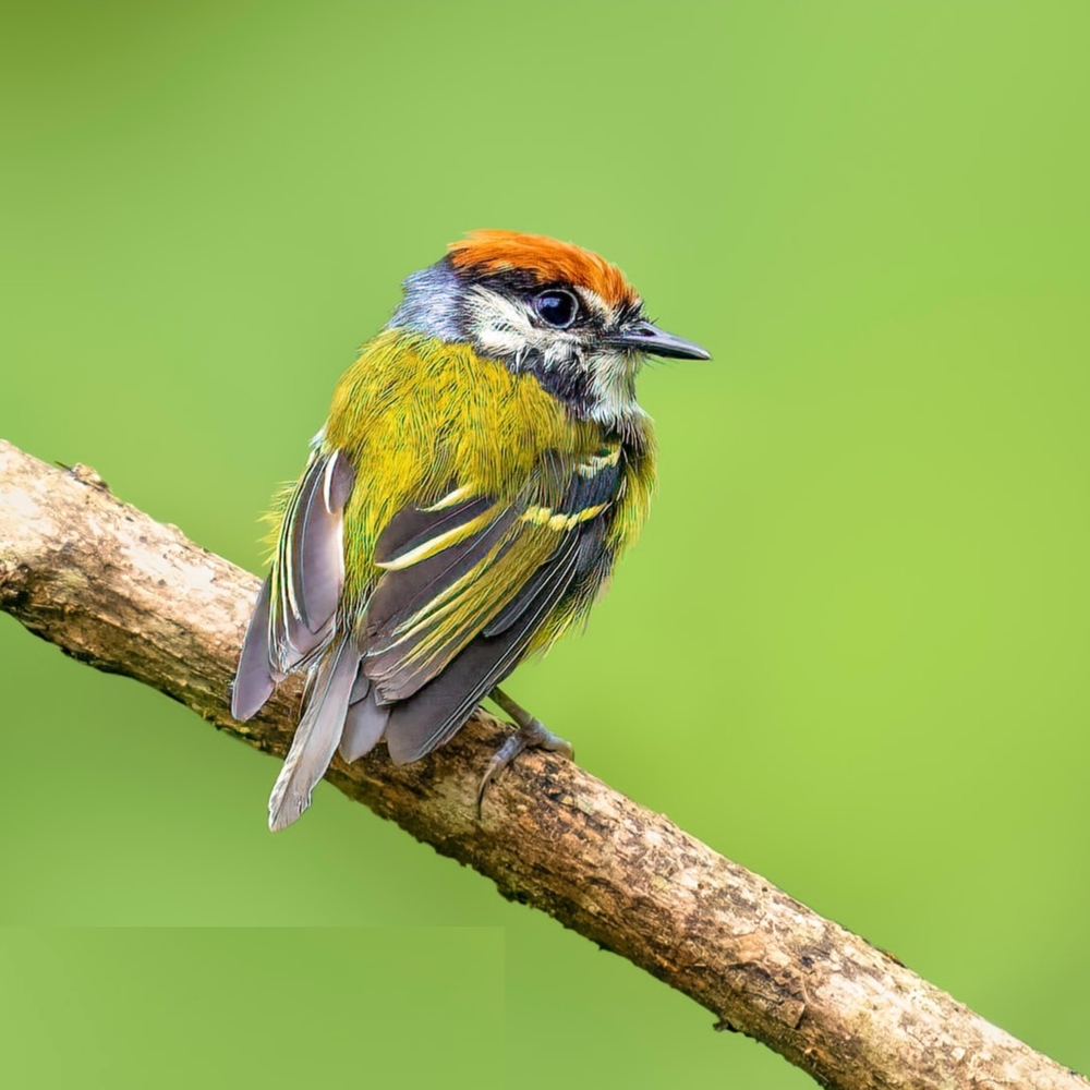 Rostkopf-Tyrann (Poecilotriccus ruficeps) im Steckbrief - Merkmale ...