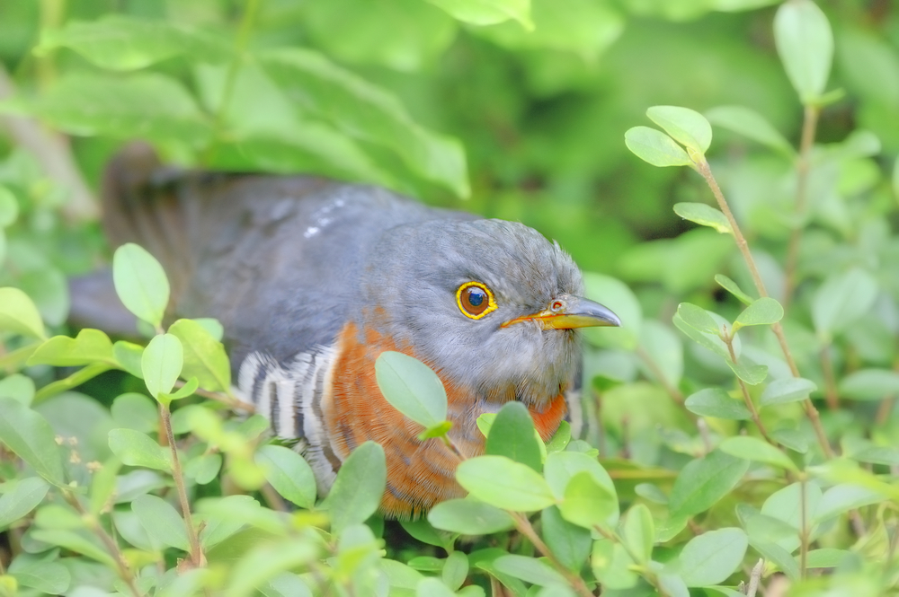 Rotbauch-Kuckuck (Cuculus solitarius) im Steckbrief - Merkmale ...