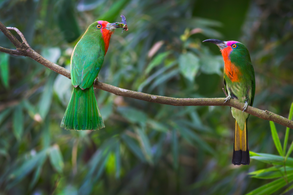 Rotbürzel-Bartvogel (Nyctyornis amictus) im Steckbrief - Merkmale ...