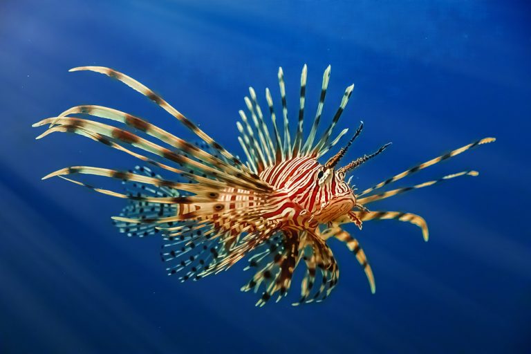 Roter Feuerfisch (Pterois volitans) im Steckbrief - Merkmale, Vorkommen ...