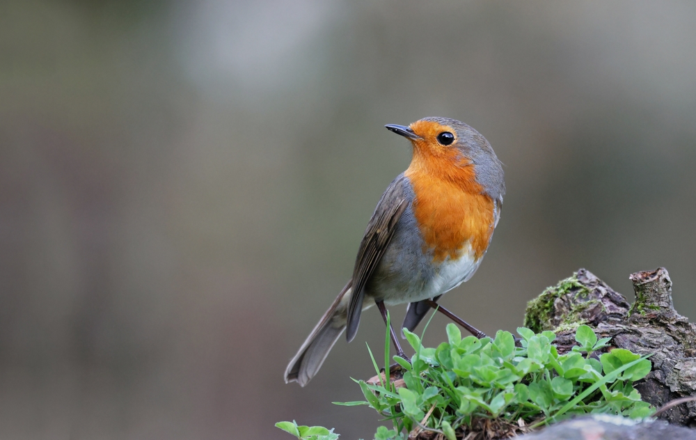 Rotkehlchen (Erithacus rubecula) im Steckbrief - Merkmale, Vorkommen ...