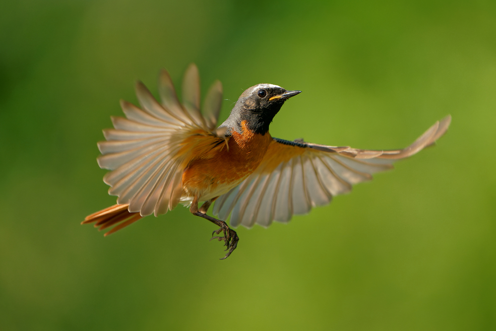 Rotkehlchen (Phoenicurus phoenicurus) im Steckbrief - Merkmale ...