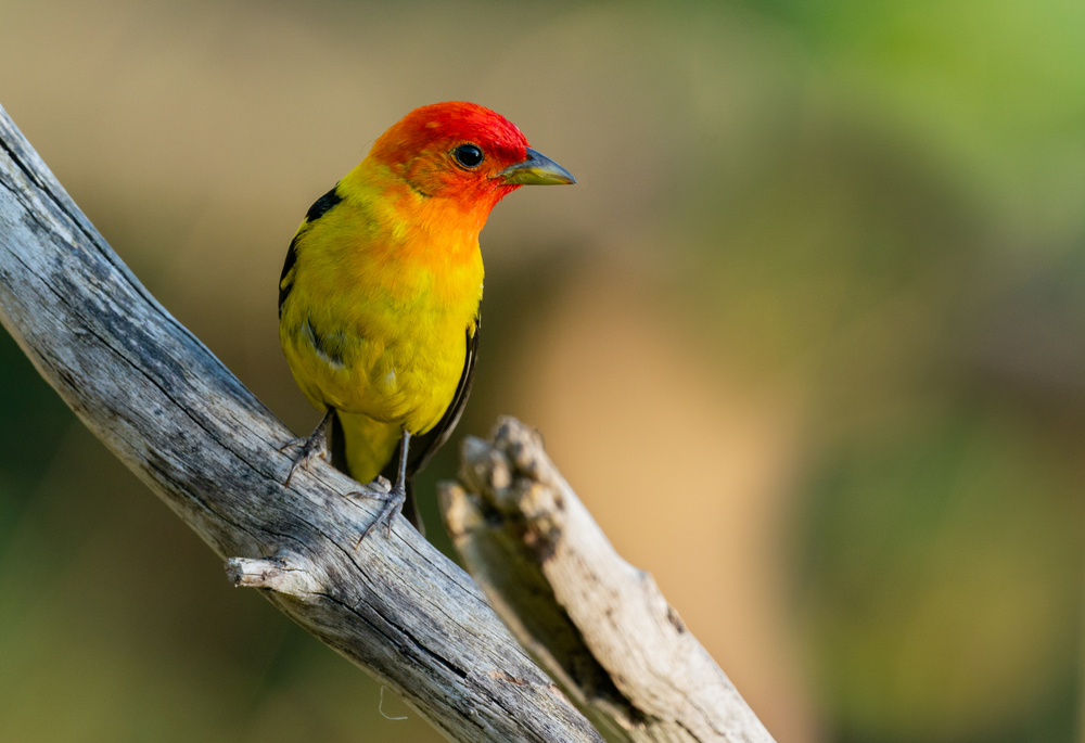 Rotkopf-Sperberkolibri (Piranga erythrocephala) im Steckbrief ...