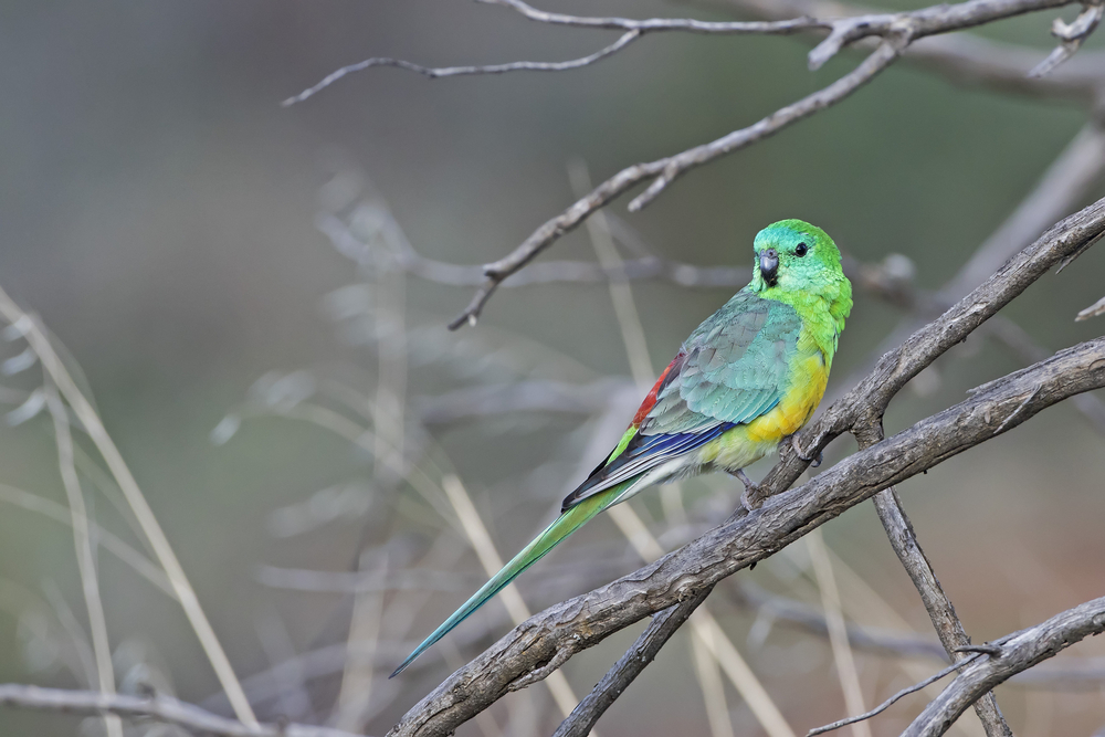 Rotnacken-Sittich (Psephotus haematonotus) im Steckbrief - Merkmale ...