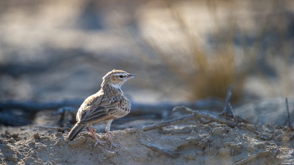 Rotscheitellige Kalanderlerche (Calendulauda africanoides) im ...