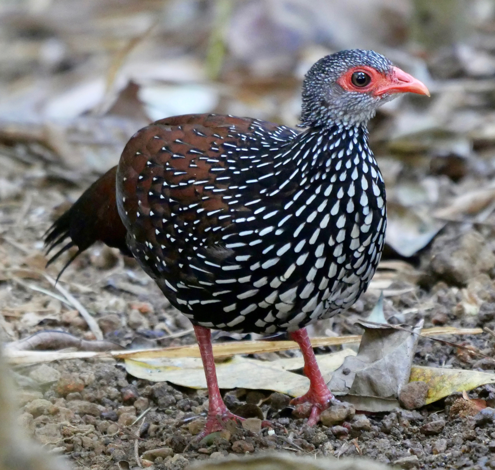 Ursidae Evolution Siberia - Wikipedia