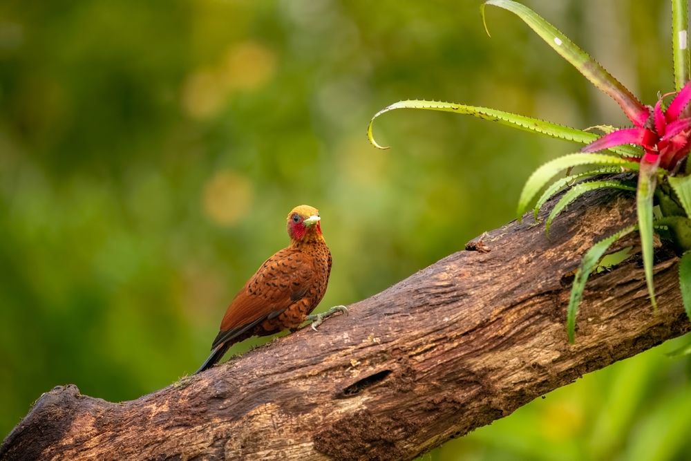 Rotspecht (Celeus loricatus) im Steckbrief - Merkmale, Vorkommen, Verhalten etc.