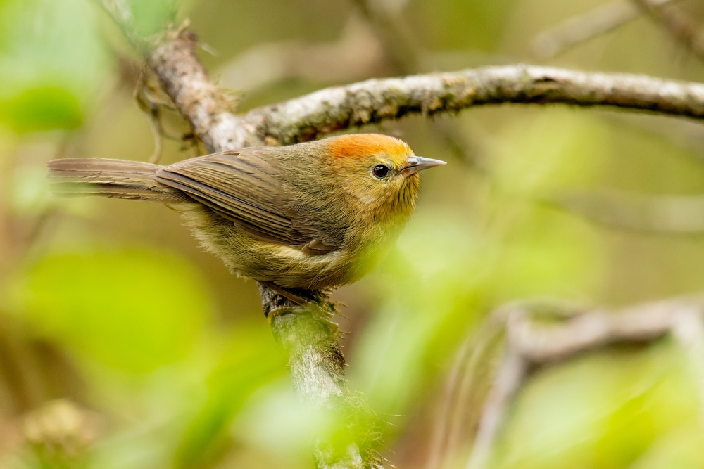 Rotstirn-Dickkopf (Stachyridopsis rufifrons) im Steckbrief - Merkmale ...