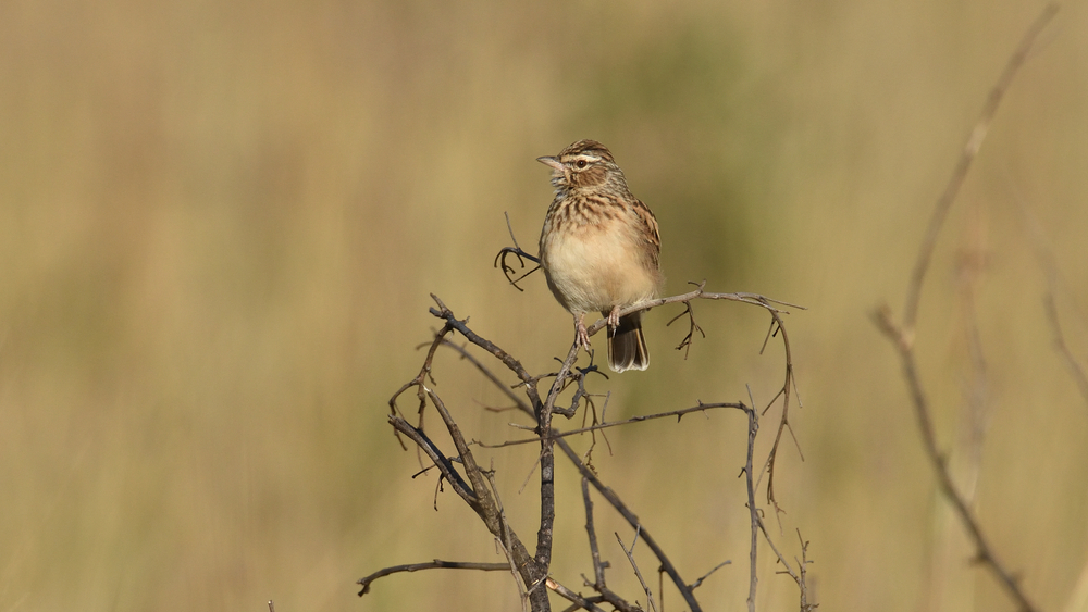 Sabota-Lerche (Calendulauda sabota) im Steckbrief - Merkmale, Vorkommen, Verhalten etc.
