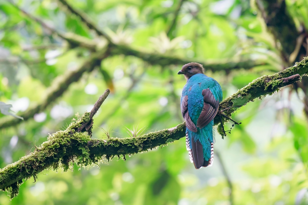 Schimmer-Quetzal (Pharomachrus fulgidus) im Steckbrief - Merkmale ...