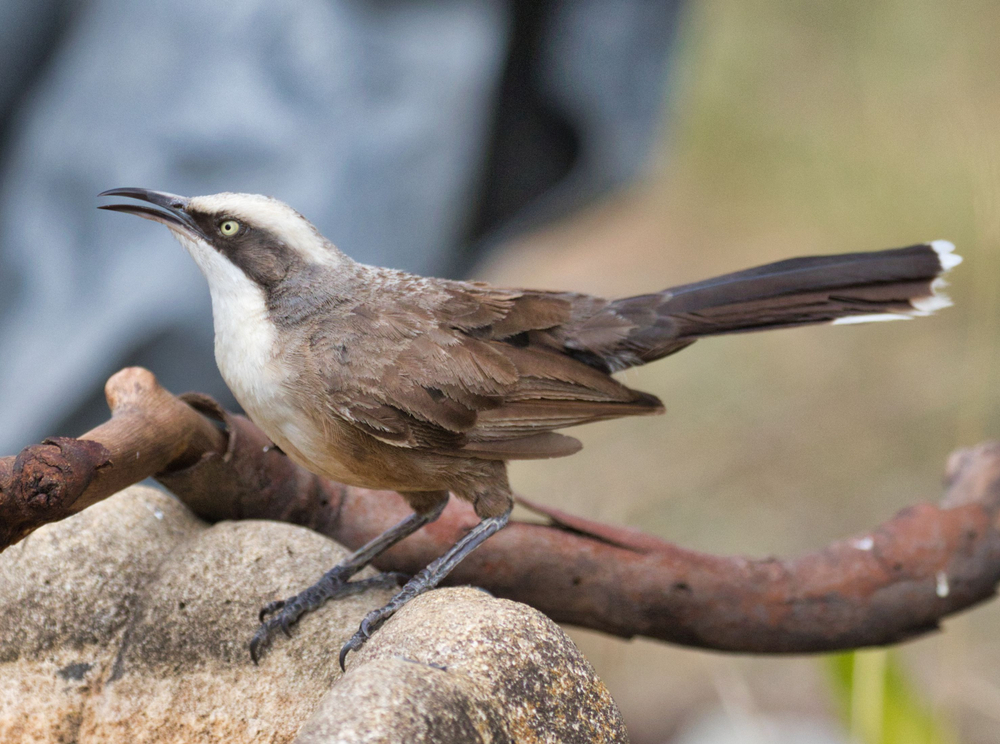 Schläfen-Dickkopf (Pomatostomus temporalis) im Steckbrief - Merkmale ...