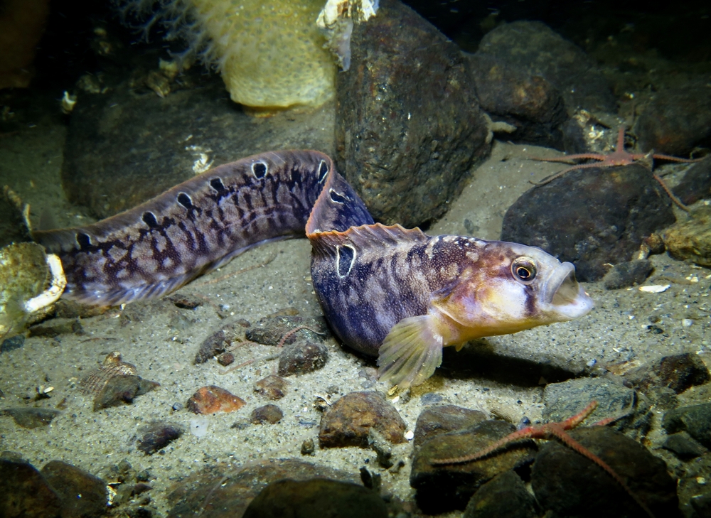 Schlangenblenny (Pholis gunnellus) im Steckbrief - Merkmale, Vorkommen ...