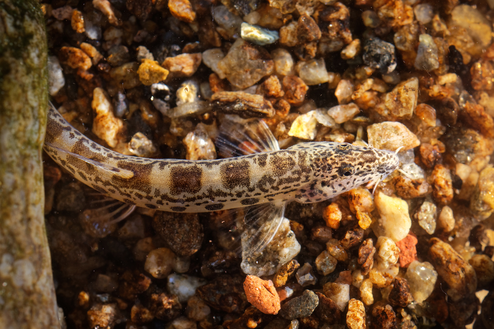 Schmerle (Sabanejewia) im Steckbrief - Merkmale, Vorkommen, Verhalten etc.