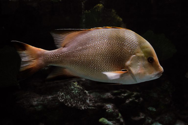 Schnapper (Lutjanidae) im Steckbrief - Merkmale, Vorkommen, Verhalten etc.