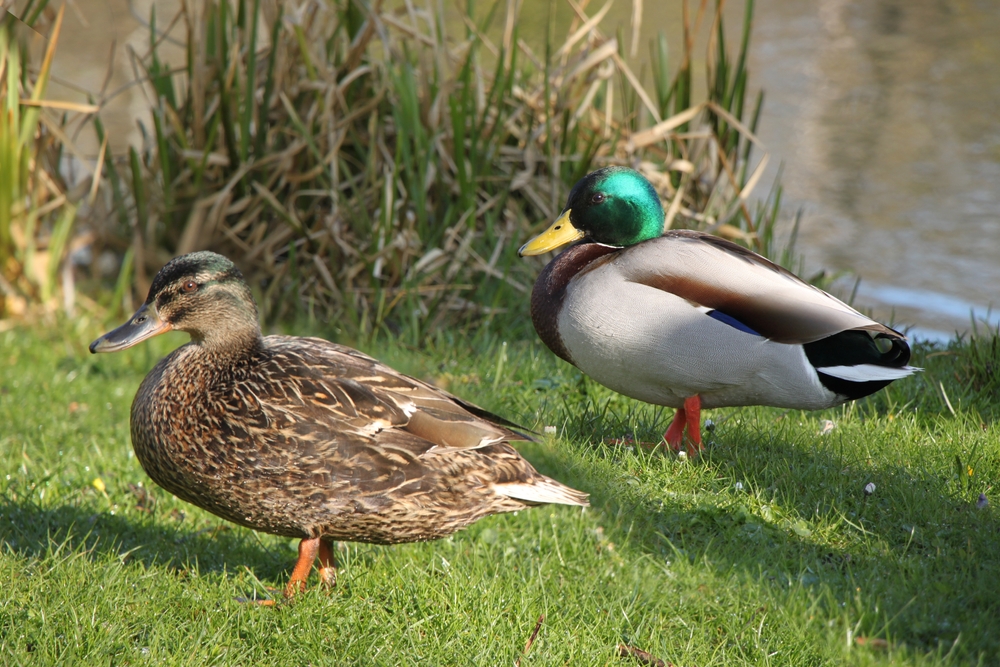 Schnatterente (anas rhynchotis) im Steckbrief - Merkmale, Vorkommen ...