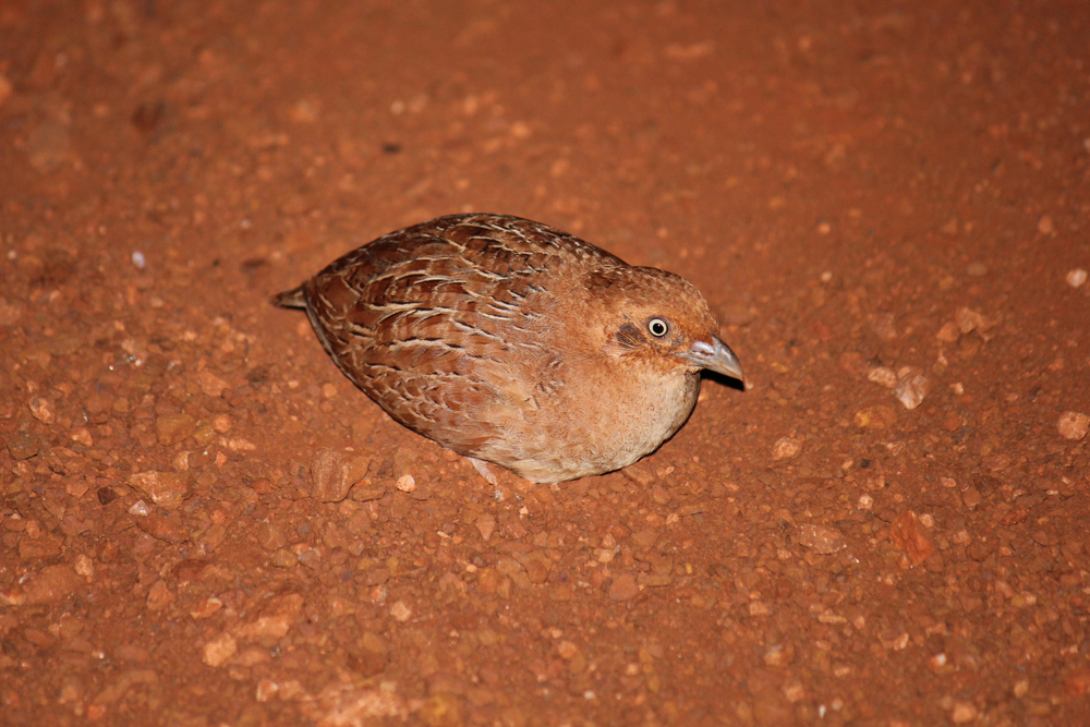 Schnelles Laufhühnchen (Turnix velox) im Steckbrief - Merkmale ...