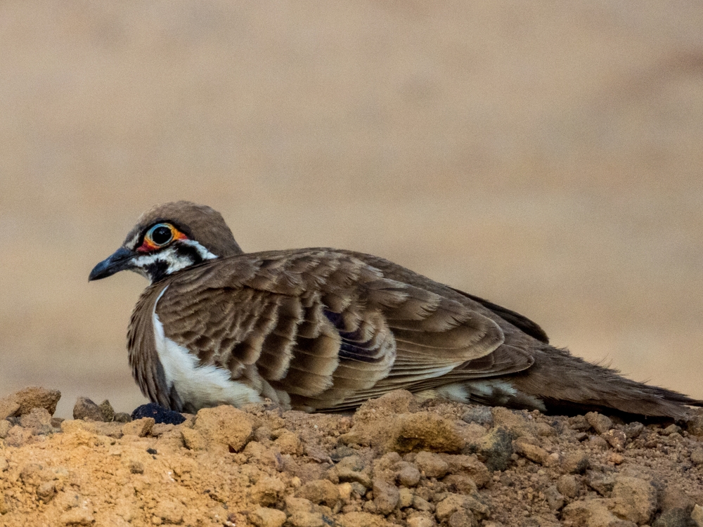 Schrifttaube (Geophaps scripta) im Steckbrief - Merkmale, Vorkommen ...