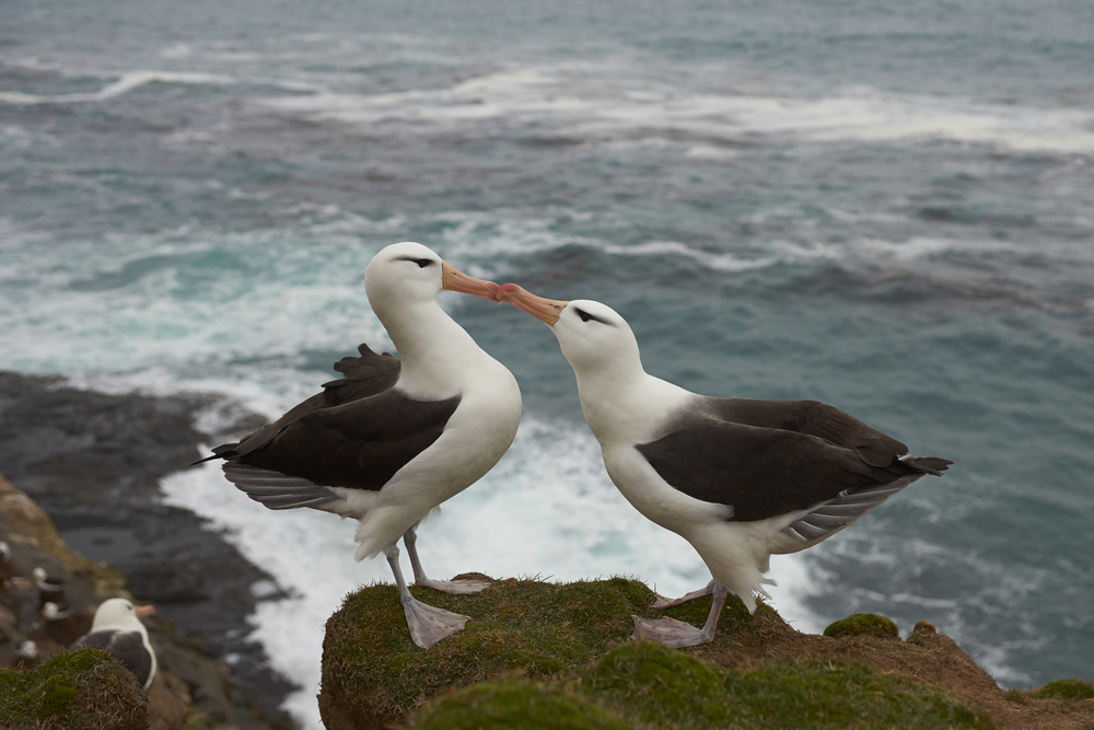 Albatrosse (Diomedeidae) - Tierenzyklopaedie