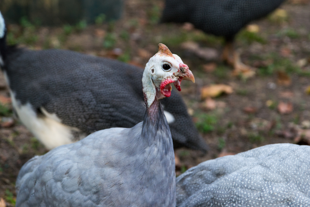 Schwarzbartvogel (Agelastes niger) im Steckbrief - Merkmale, Vorkommen ...