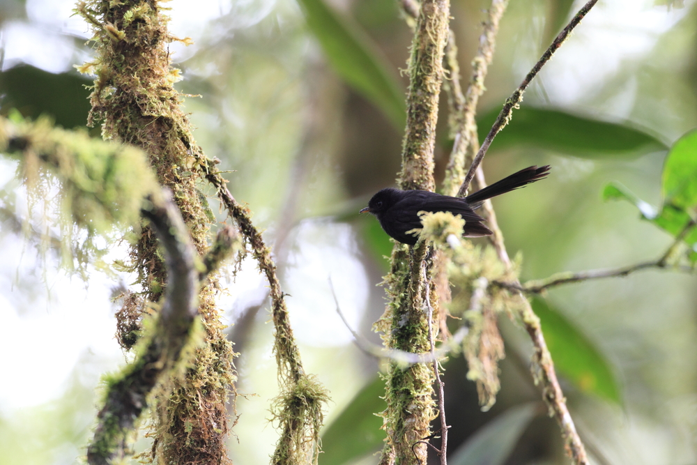 Monarchen (Monarchidae) - Tierenzyklopaedie