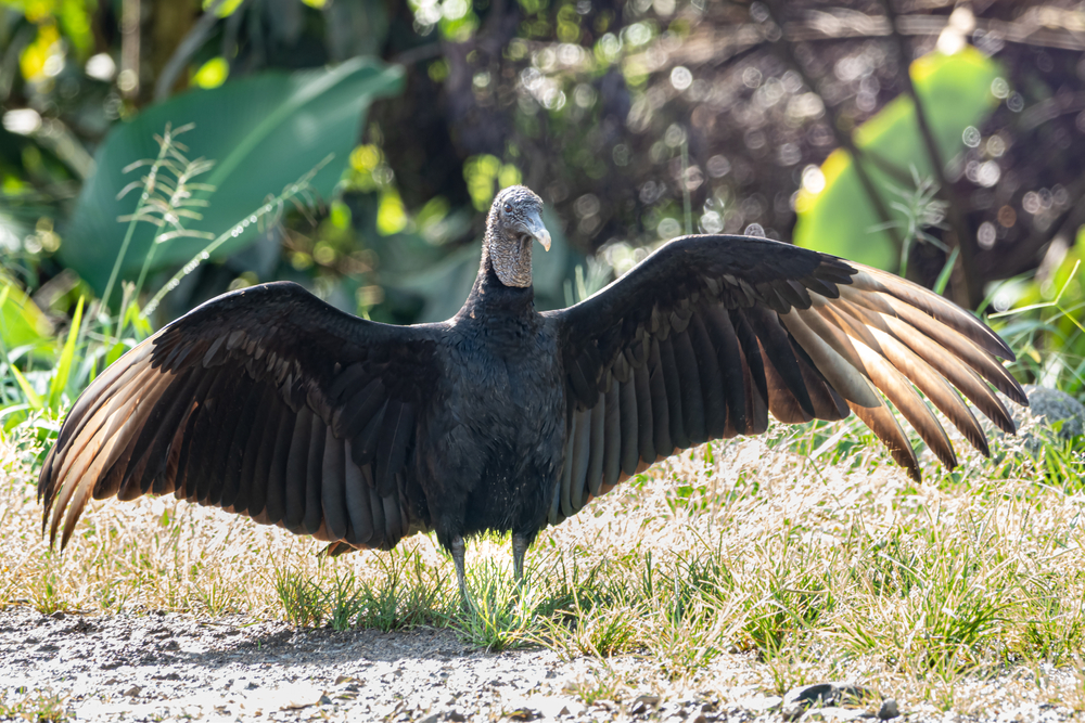 Schwarzer Geier (Coragyps atratus) im Steckbrief - Merkmale, Vorkommen ...