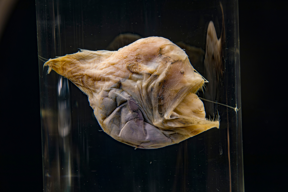 Schwarzer Tiefseefisch im Steckbrief - Merkmale, Vorkommen, Verhalten etc.