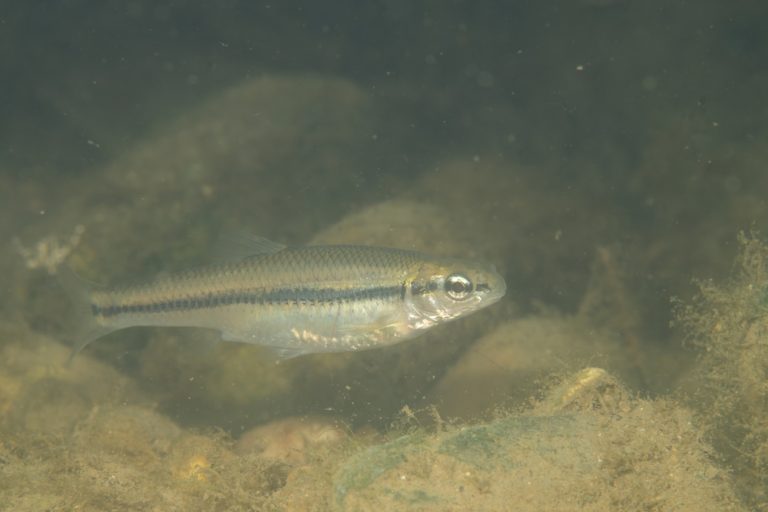 Schwarzflecken-Dickkopf im Steckbrief - Merkmale, Vorkommen, Verhalten etc.