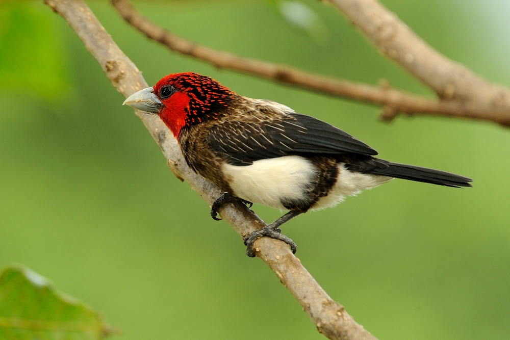Schwarzflügel-Bartvogel (Lybius melanopterus) im Steckbrief - Merkmale ...