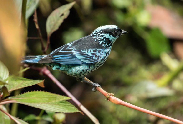 Tangaren (Thraupidae) - Tierenzyklopaedie