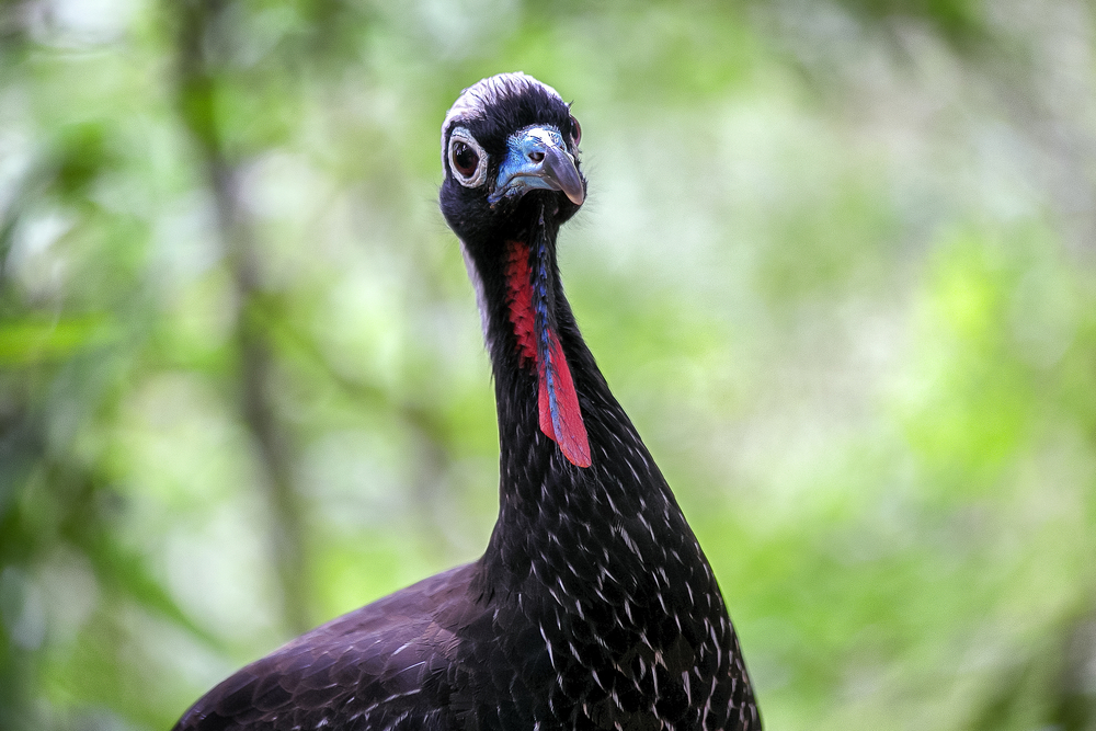 Schwarzhalsguan (Aburria jacutinga) im Steckbrief - Merkmale, Vorkommen ...