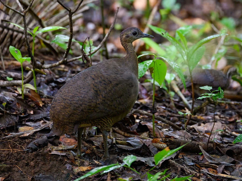 Schwarzkopf-Tinamu (Nothocercus nigrocapillus) im Steckbrief - Merkmale ...
