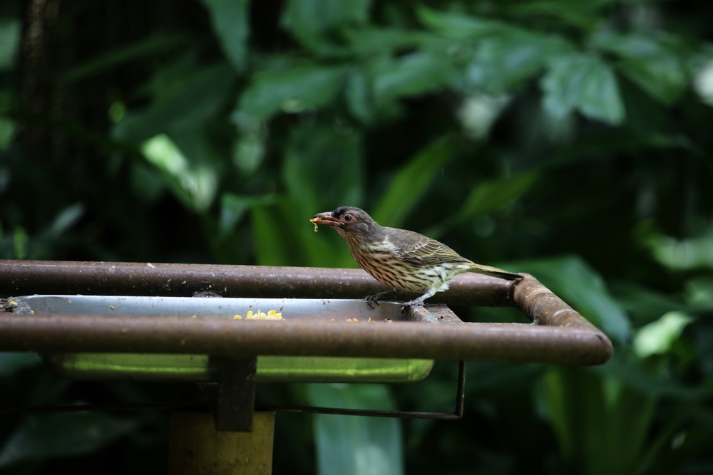 Schwarzohr-Pirol (Oriolus melanotis) im Steckbrief - Merkmale ...