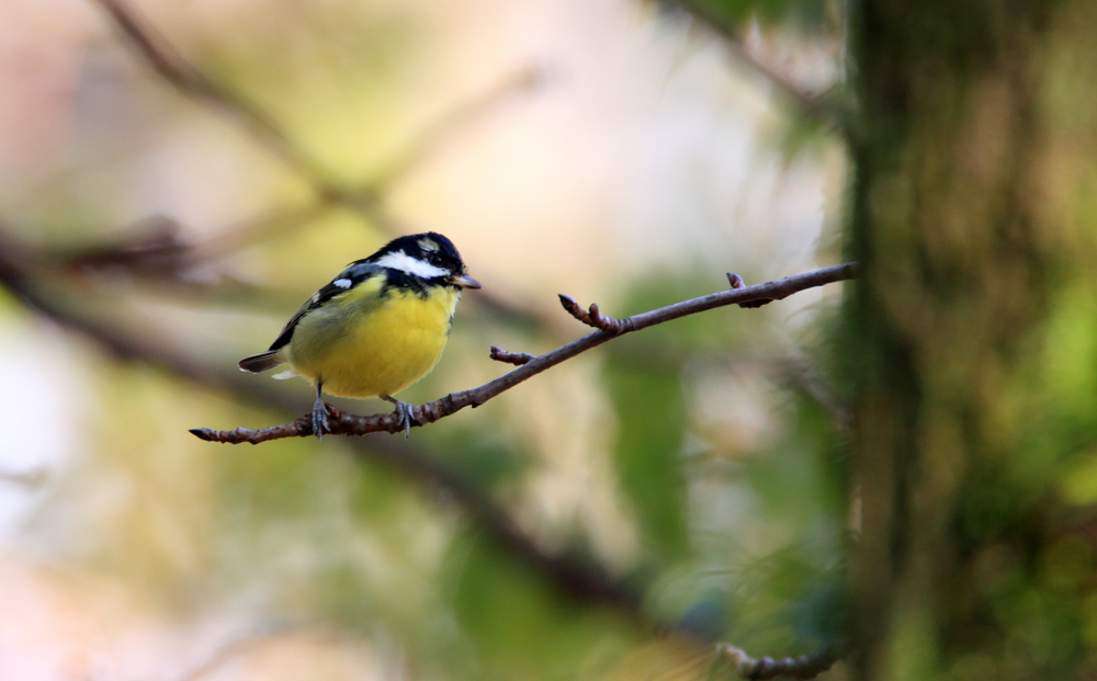 Schwarzscheitelmeise (Periparus venustulus) im Steckbrief - Merkmale ...