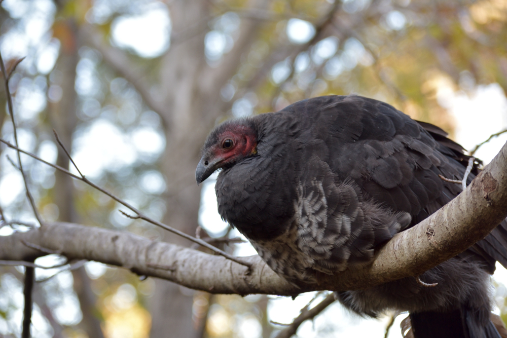 Schwarzschwanz-Talegalla im Steckbrief - Merkmale, Vorkommen, Verhalten ...