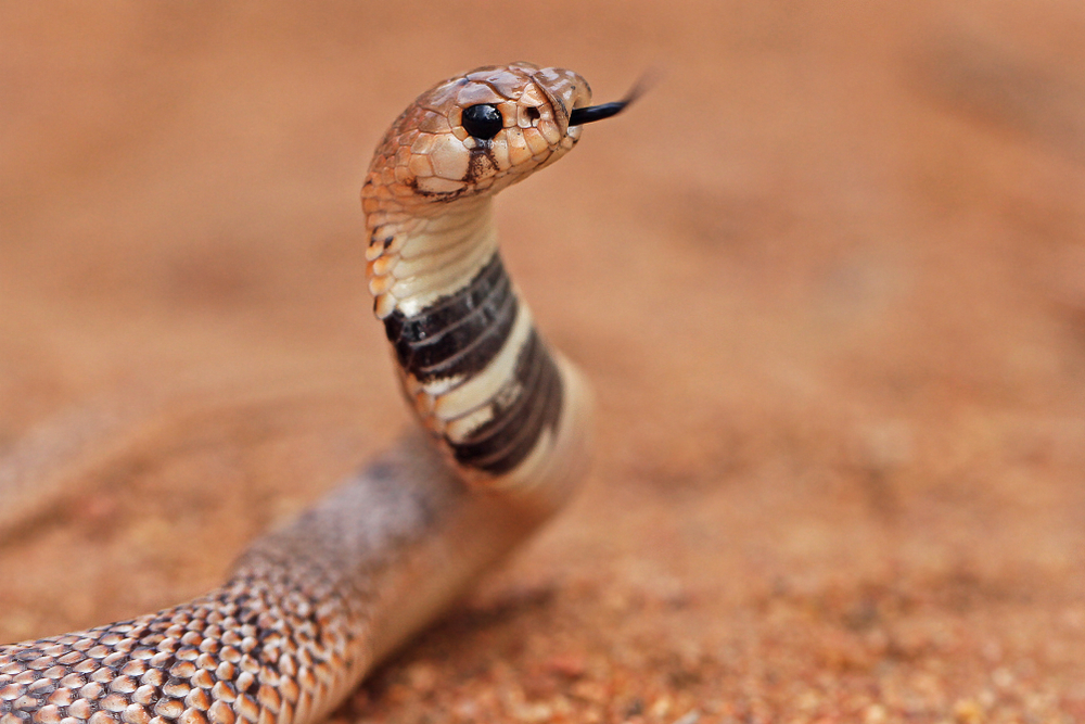 Shield-nosed Cobra (Aspidelaps scutatus) im Steckbrief - Merkmale ...