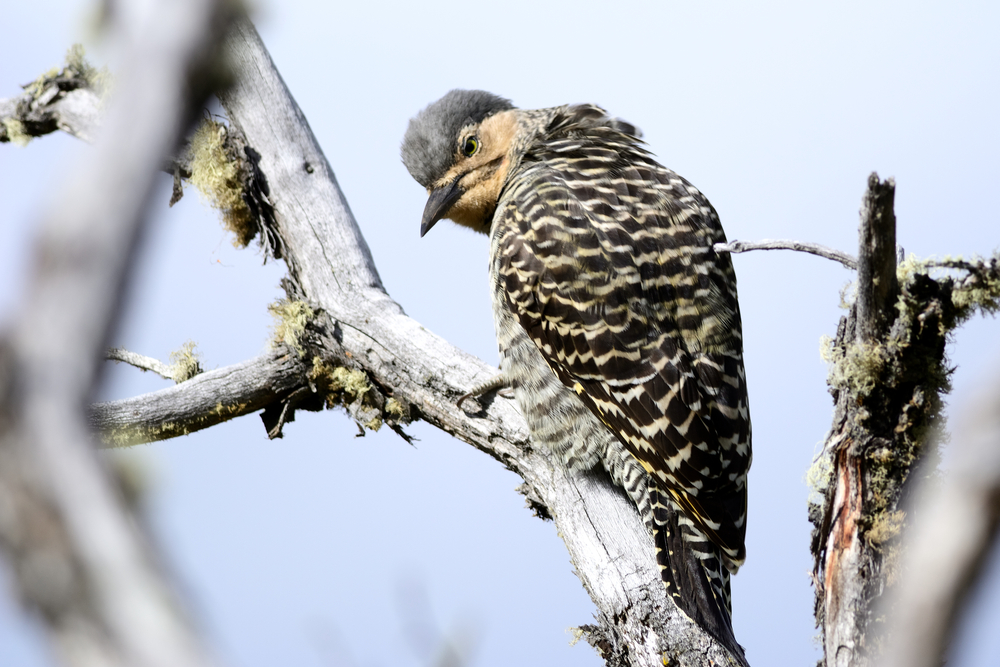 Kiefernspecht (Colaptes pitius) im Steckbrief - Merkmale, Vorkommen ...