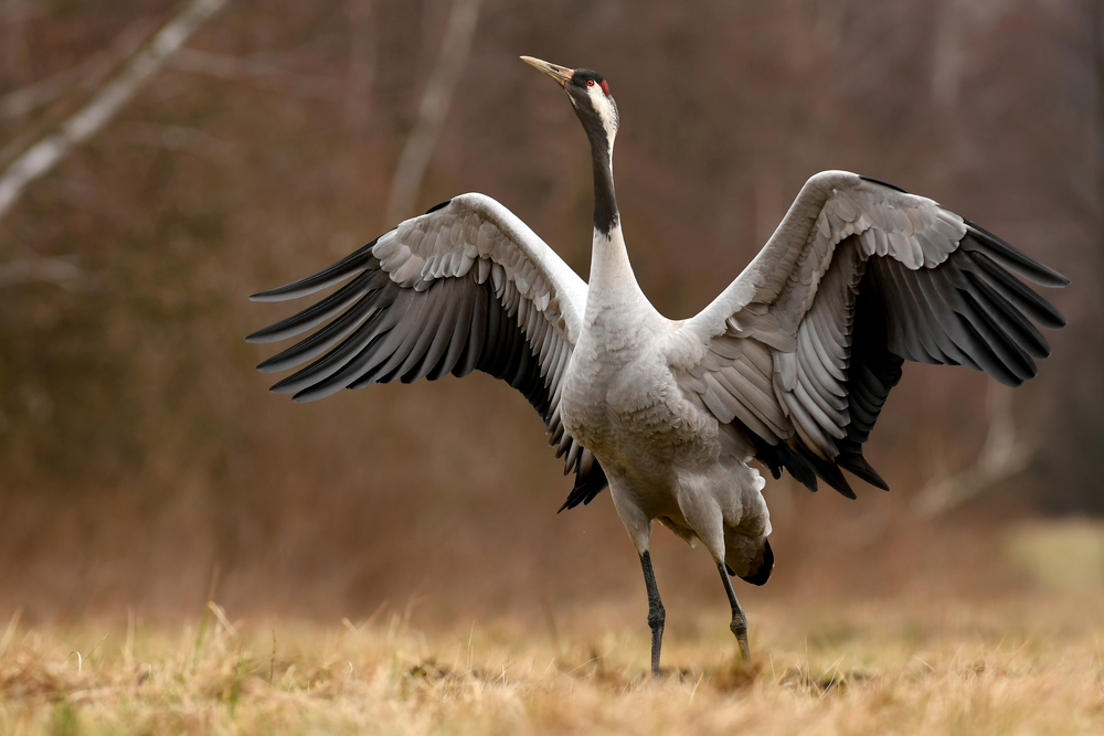 Siberian Crane (Grus leucogeranus) im Steckbrief - Merkmale, Vorkommen ...