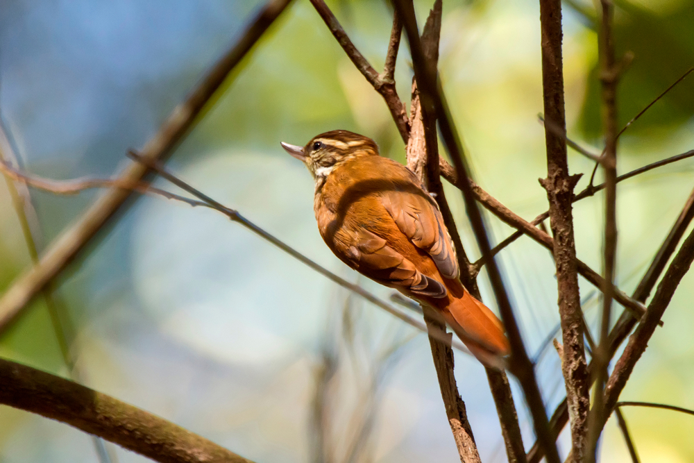 Tiere von A bis z Archive - Tierenzyklopaedie