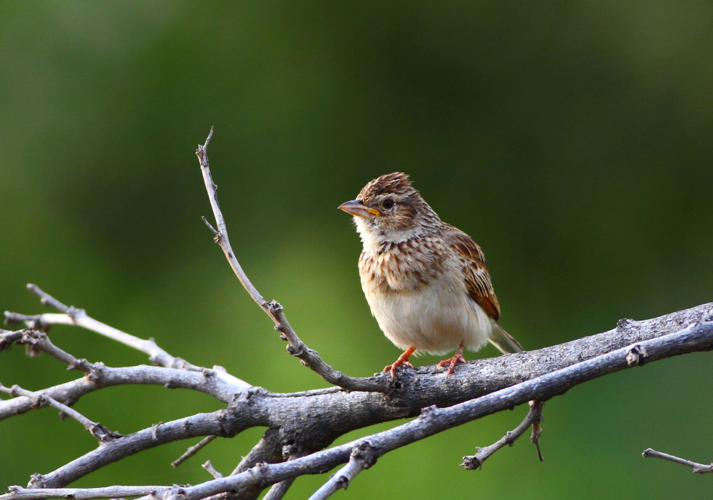 Lerchen (Alaudidae) - Tierenzyklopaedie
