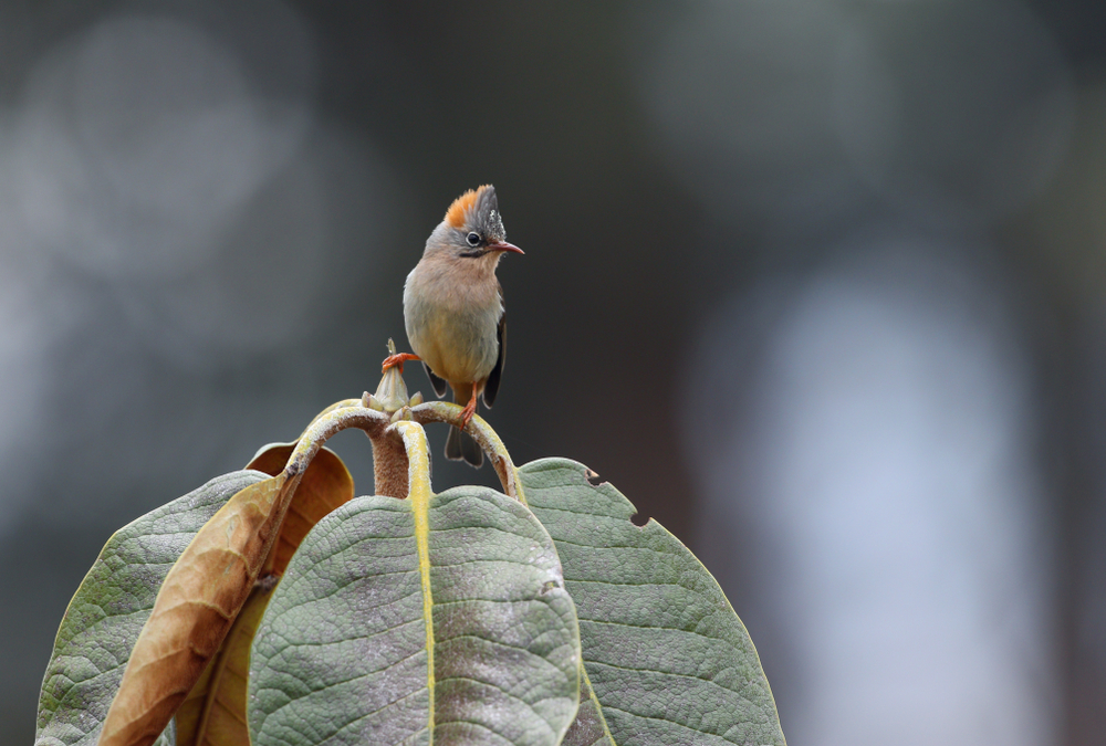 Nattern (Colubridae) - Tierenzyklopaedie