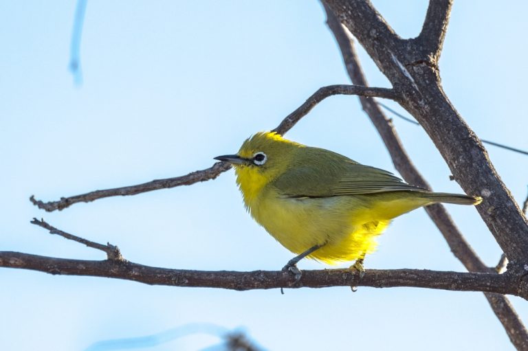 Vögel (Aves) - Tierenzyklopaedie